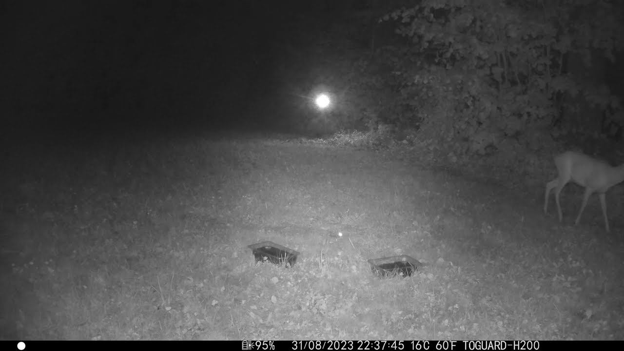 Рогач и что-то...