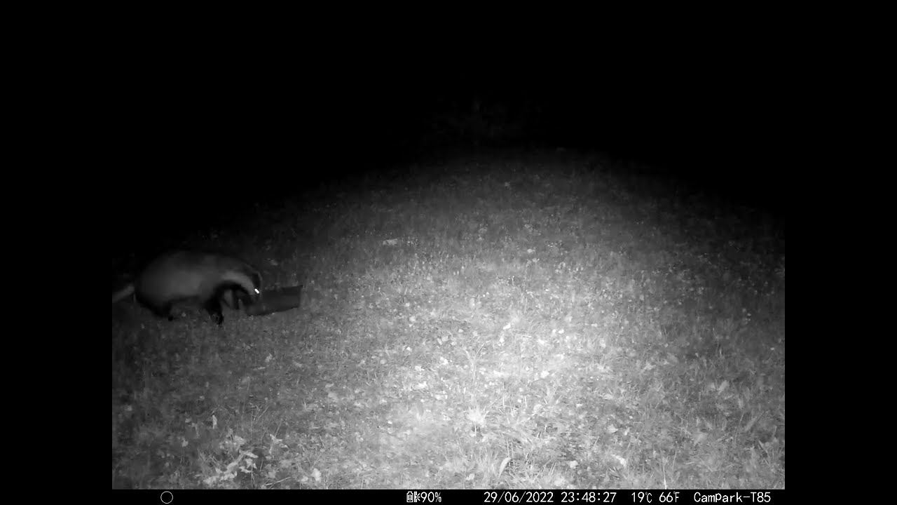 Барсук разыгрался