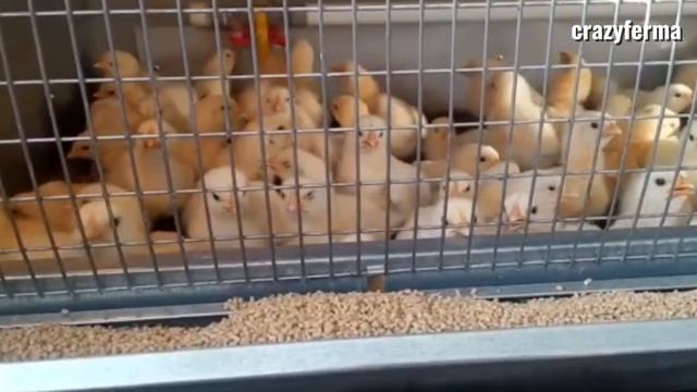 🐥Сколько поместится цыплят в брудере 95 серии?