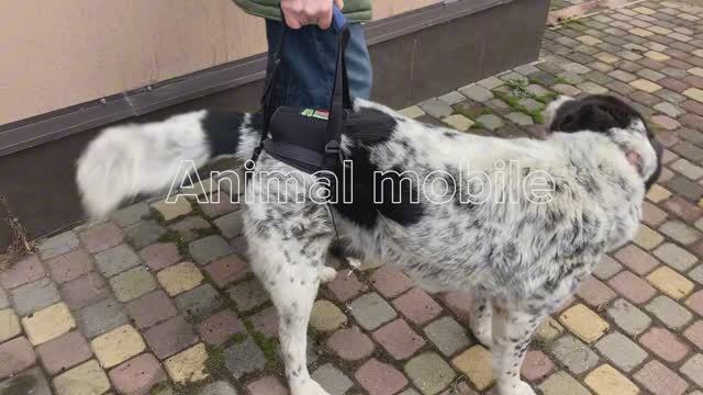 Поддержка ходунки ручная для тазовых конечностей для собак.