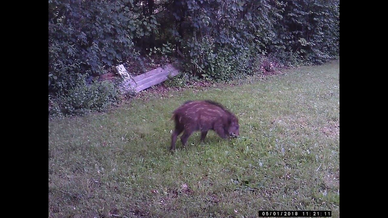 Дикие кабанчики, но не в лесу...2ч.