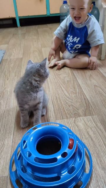 Видео Пушистик и Миша Видео для детей Видео про котят