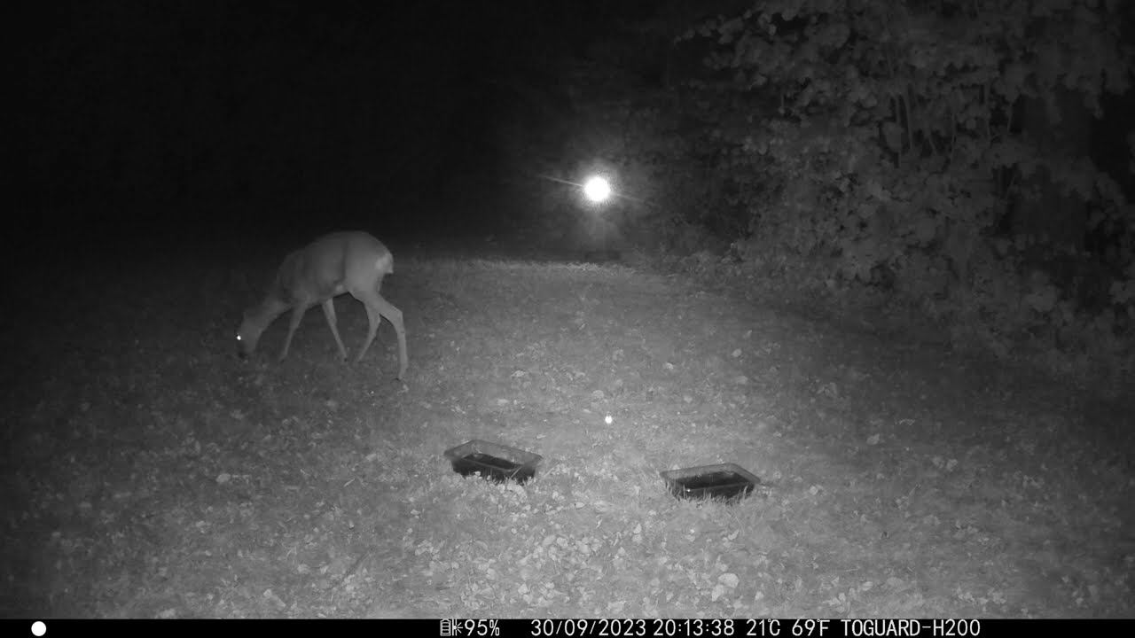 косуля. ночь