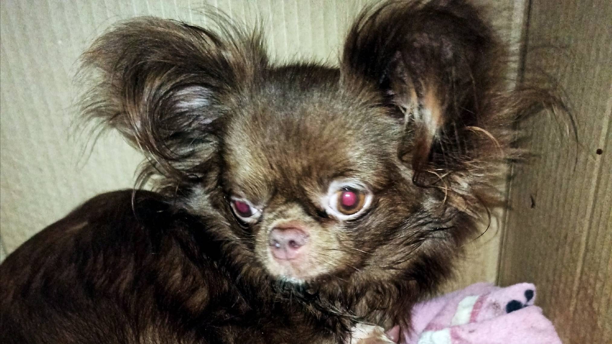 #РОДЫ_ОНЛАЙН Нюша от Пряни 08.02.2025 #чихуахуа_рожает_щенков #новорожденные_щенки_чихуахуа