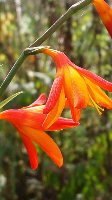 Немного летней красоты на даче   #ольга_дом_и_дача #дачакакесть #flower Дачная хроника 2008 год