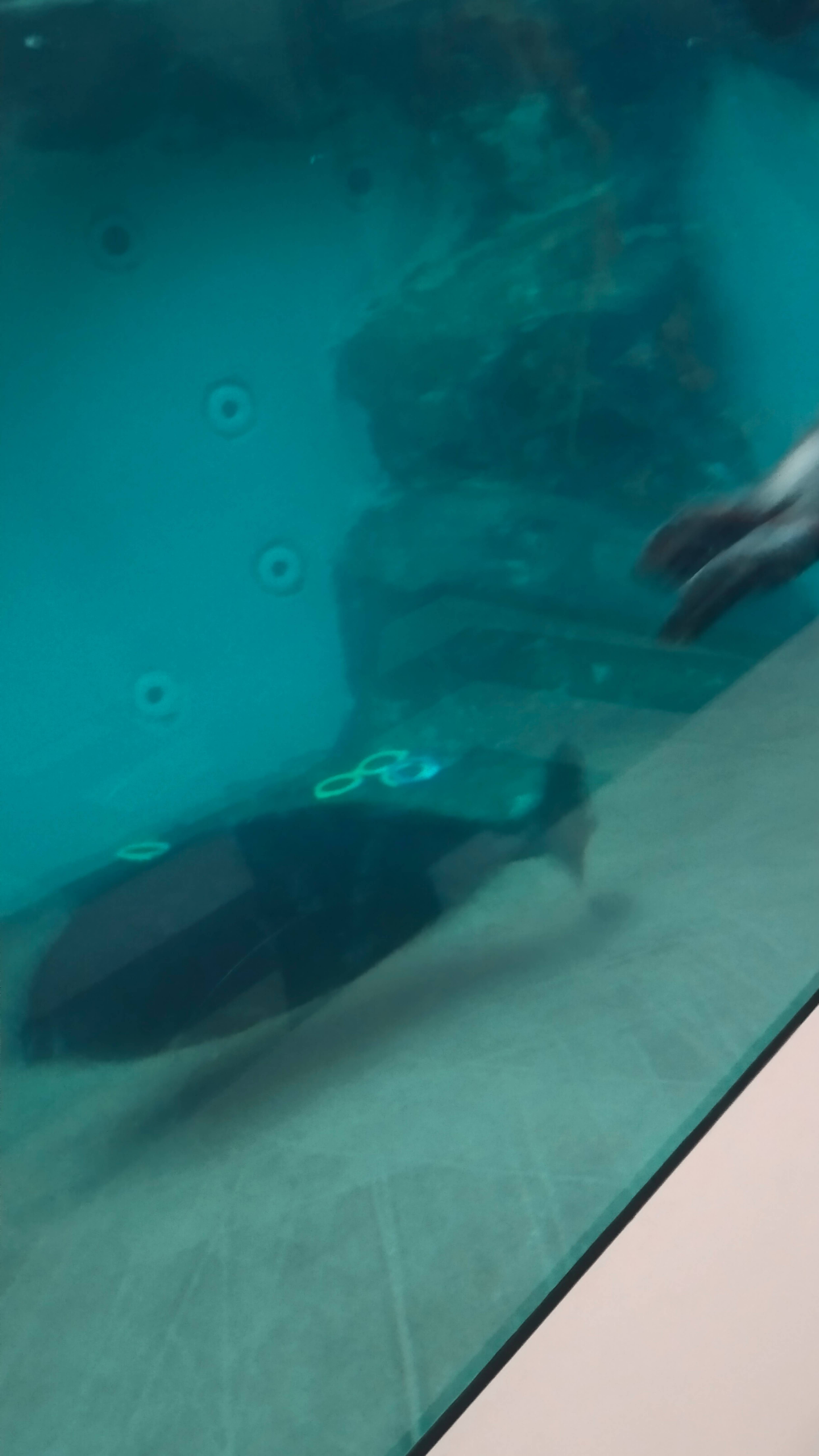 Нерпа в Новосибирском океанариуме. Чудо с большими глазами