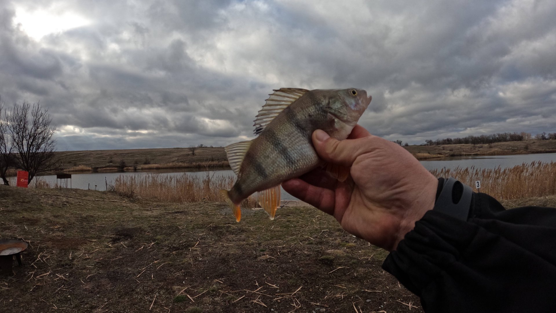 РЫБАЛКА на ХИЩНИКА. В глухозимье нужен правильный живец