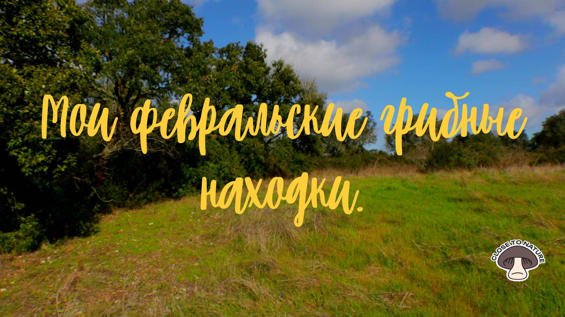 Мои февральские грибные находки.Крылышки с грибами запечённые в духовке.