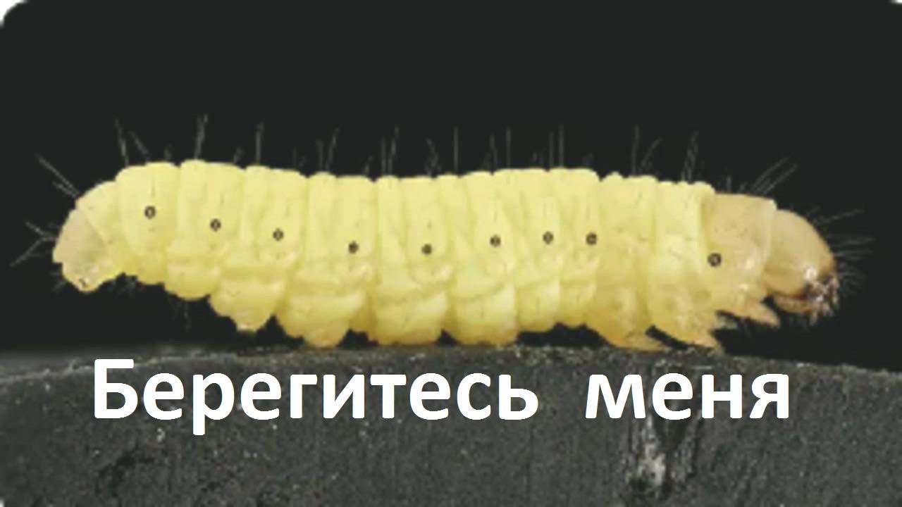 Чтобы восковая моль меньше беспокоила