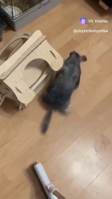 ШИНШИЛЛА ИСКУССТВЕННИК ВЫРОС | ОТЗЫВ ОТ КЛИЕНТОВ