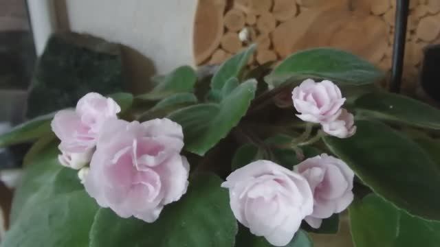 что цветет у меня дома в июле. Рената Смирнова. Рига