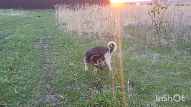 108) СОБАКа ОВЧАРКа по Кличке Верба и Закат, 09 мая 2023г.