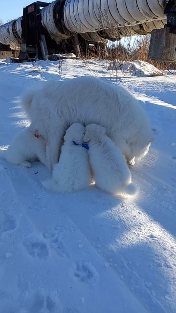Кормление на улице