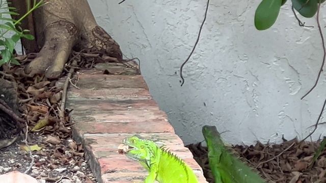 Игуаны. 2023, октябрь