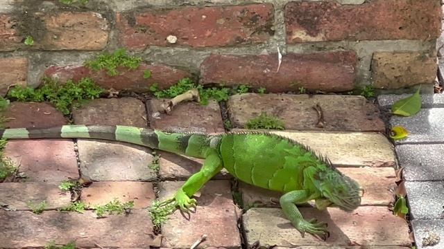 Iguanas. Сколько их?