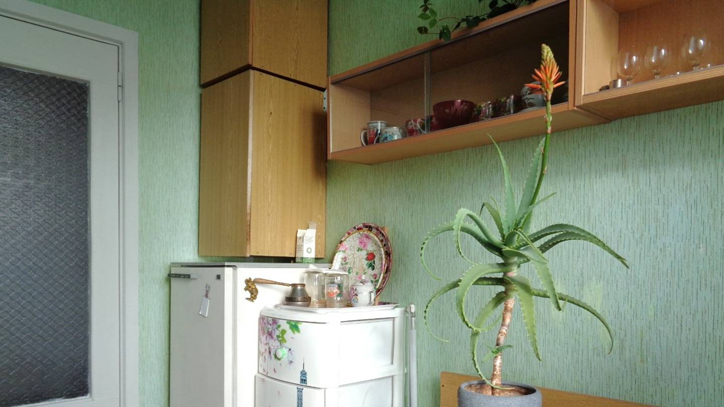 🌷 Зацвёл Алое древовидный.