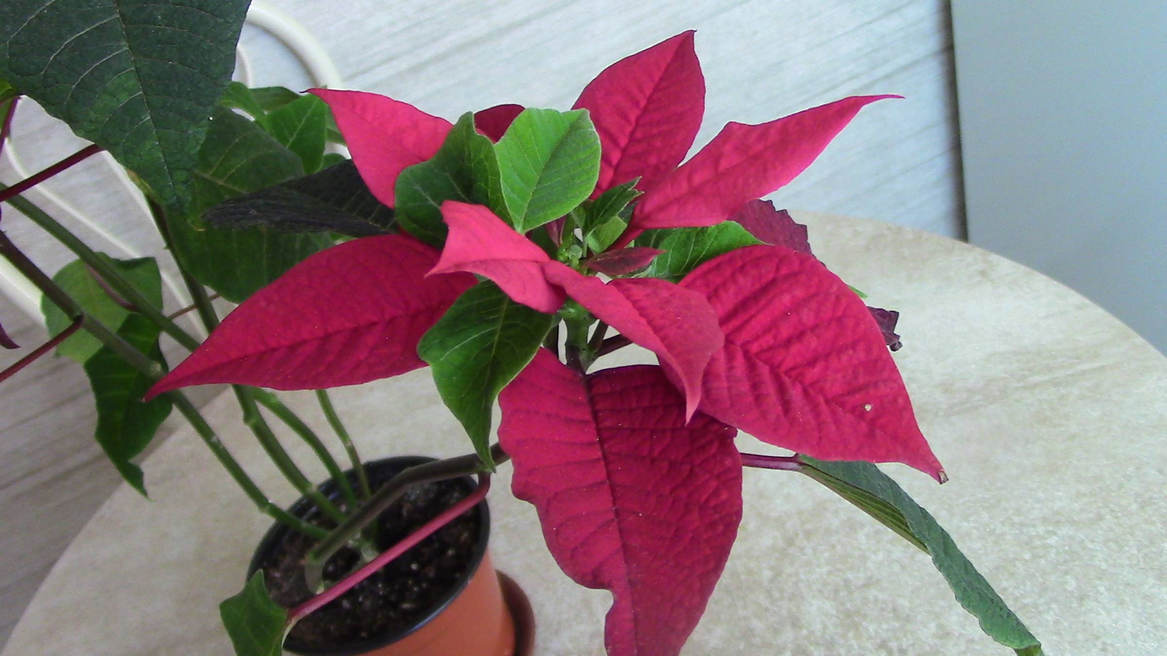 Пуансеттия в феврале.