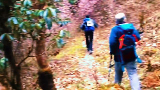 ГОРНЫЙ АЛТАЙ I цветущие Рододендроны