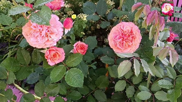 ПОДКОРМКА РОЗ БИОУДОБРЕНИЯМИ