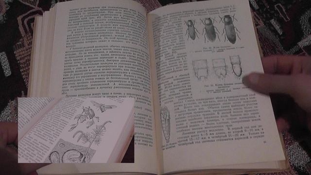 "Краткая энтомология" (Н.Н.Плавильщиков,1954)