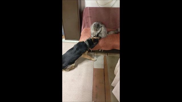 Собака. Овчарка. Кот. Мейн кун. Кос и Том