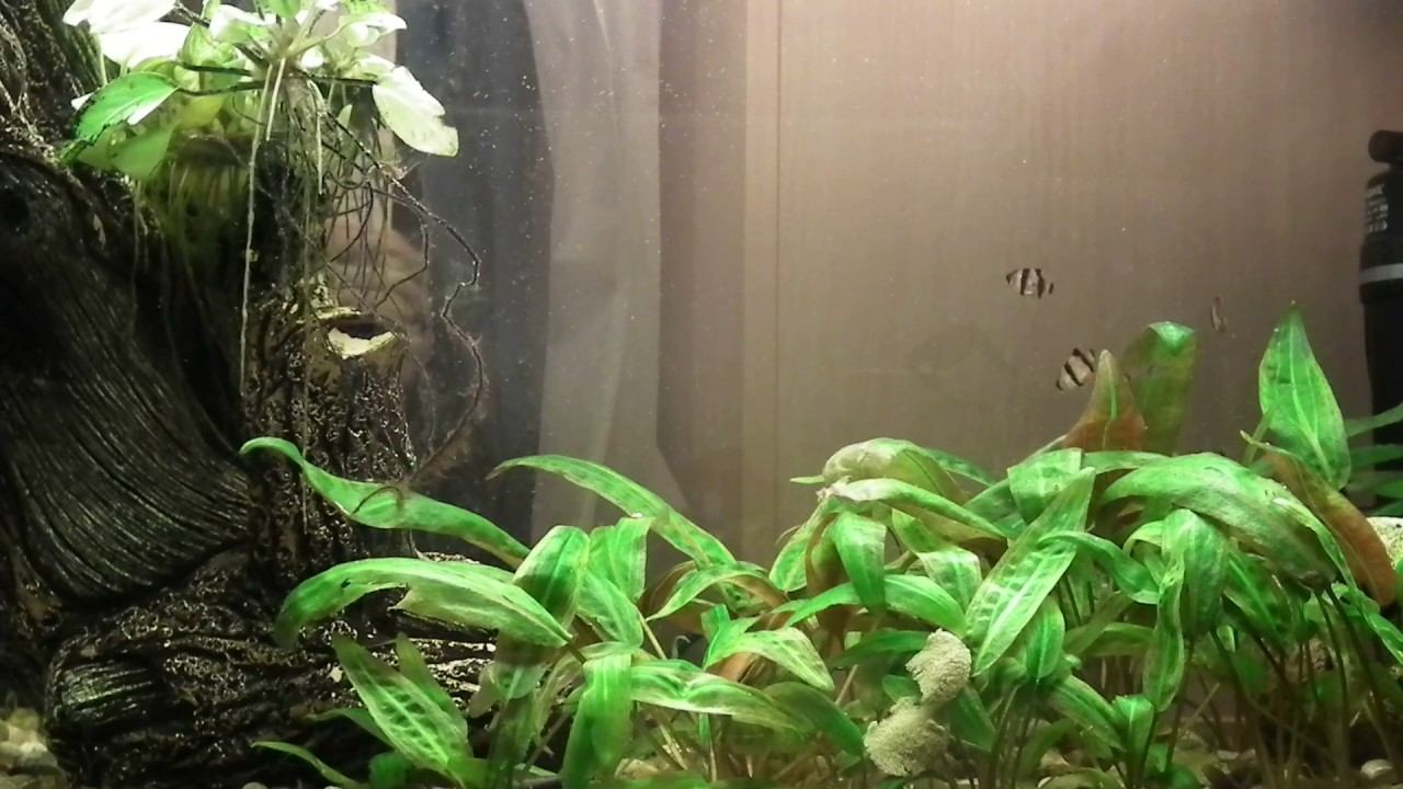 аквариум 2017_DSCF2419