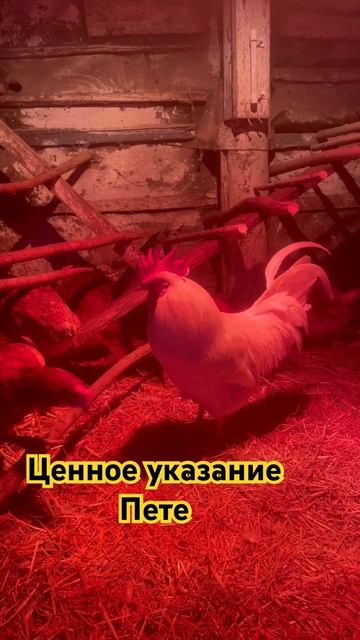 Новости из деревни