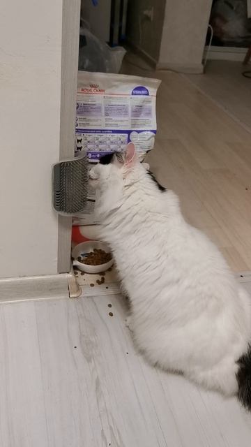 Котик поел и сразу почесался