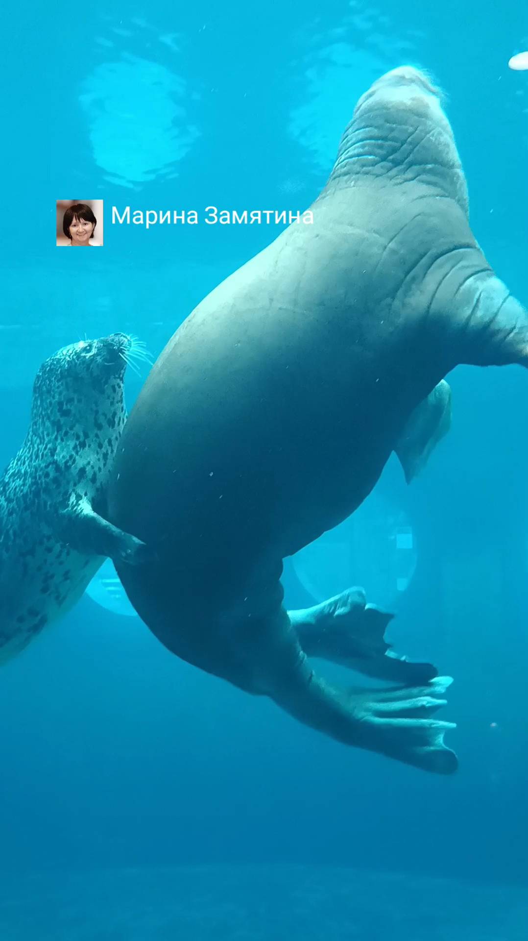 Ластоногие в Московском зоопарке.
