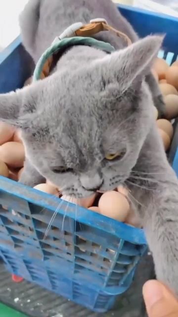 Кошки: битва за обед!