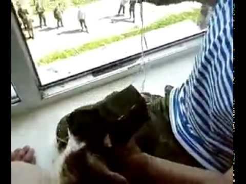 Кот десантник.