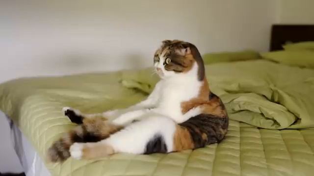 냥숲nyangsoop. Подготовка здорового завтрака, лосось.