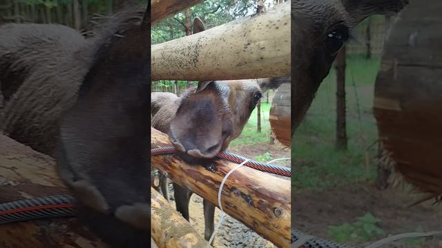 Лось, просто лось. Эко-парк Долина водопадов. Карелия, июль 2024.