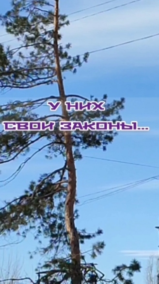 У них свои законы...