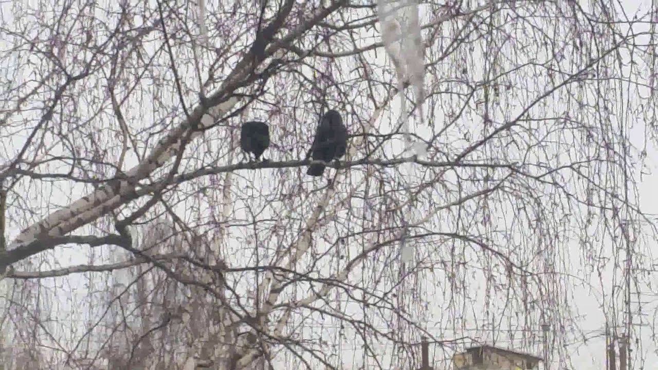 Жизнь птичек...