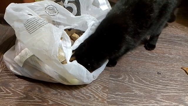😺Кошачий токсикоз🤣шутка, у кошки такие вкусовые предпочтения🐈⬛🐈
