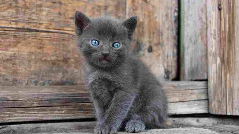 Мой_котёнок. PixVerse AI