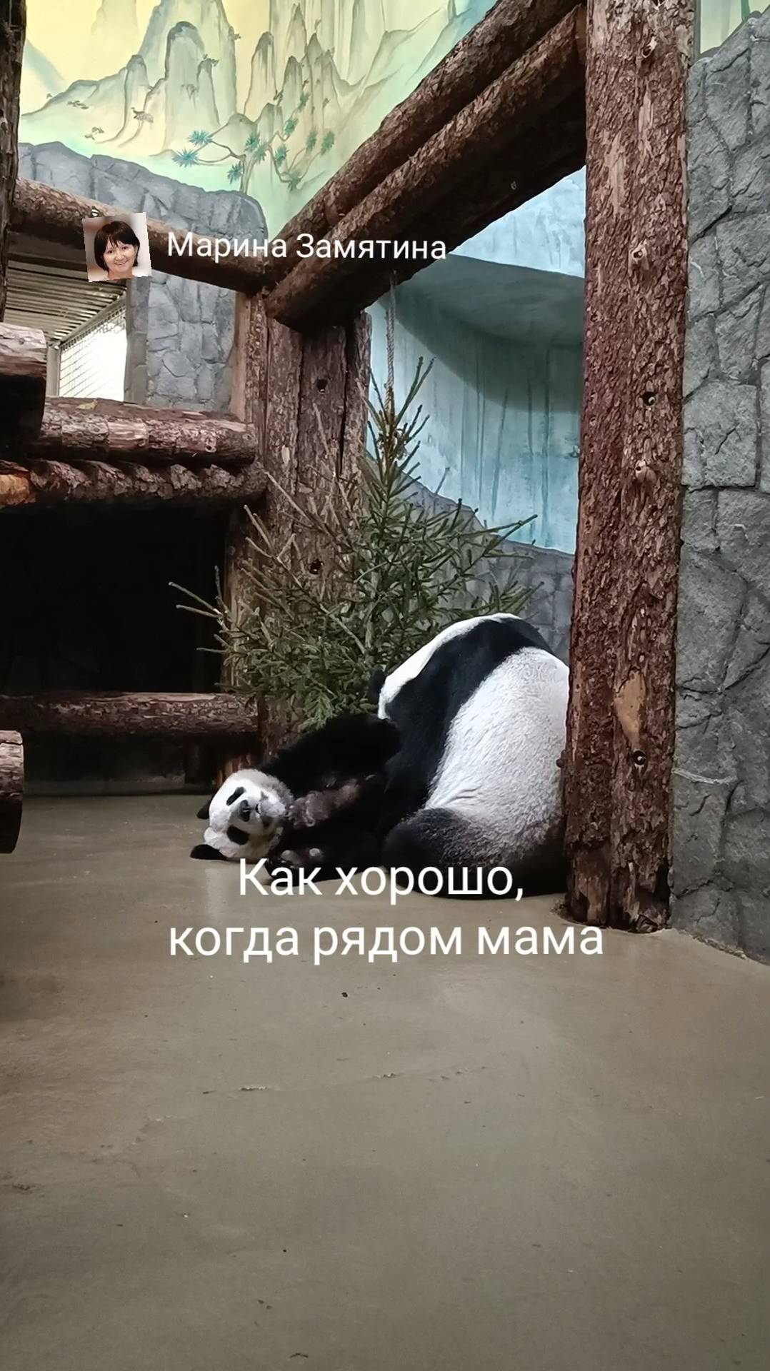 Панды мама Диндин с дочкой Катюшей.