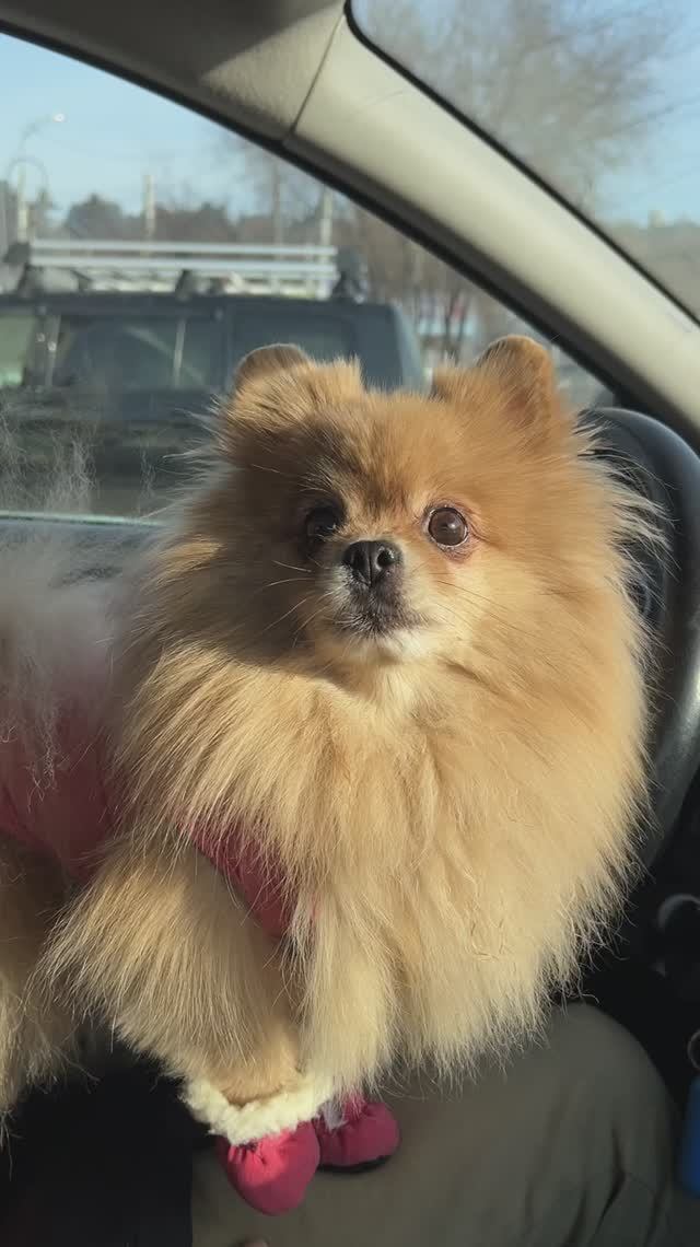 Волк, который воет только в машине!