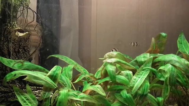 аквариум 2017_DSCF2418