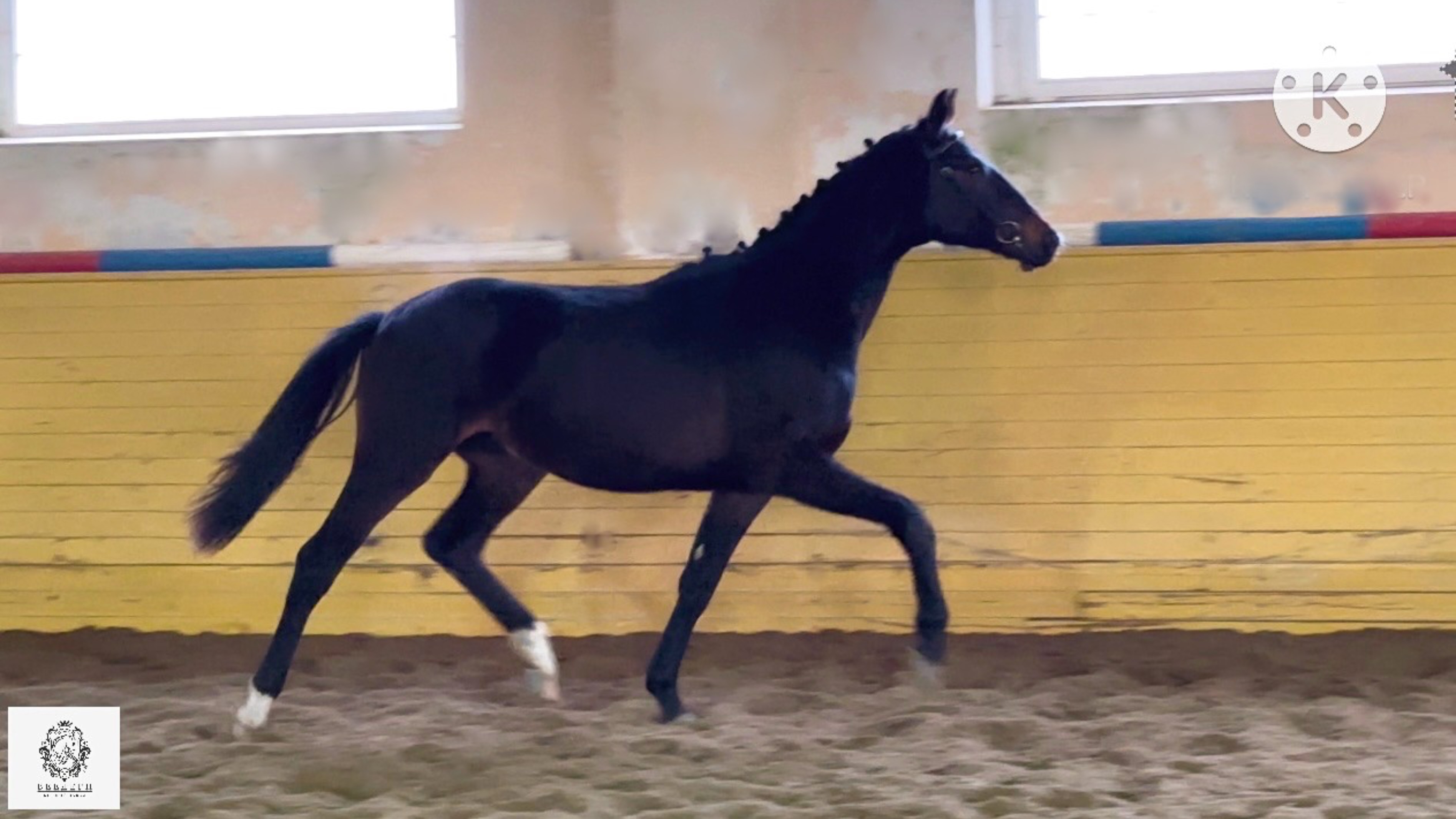 ПРОДАННЫЕ ЛОШАДИ: Жеребец ХАРВИ WD, 2023 г.р. #жеребятаотHochmeister #жеребятаотHochmeister