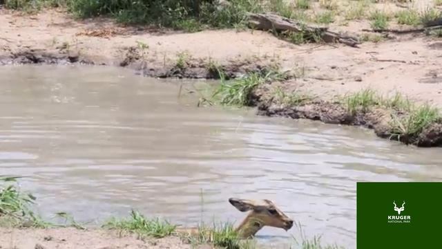 Хищников много не бывает
Отблагодарить автора
4276 3800 4614 2027
СБЕР
#крокодил #антилопа #леопард