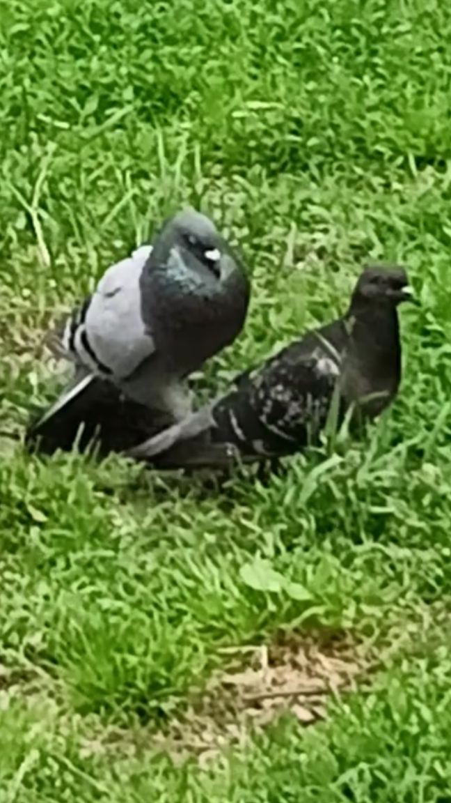 Брачные игры голубей