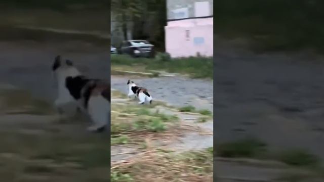 Беспощадные коты