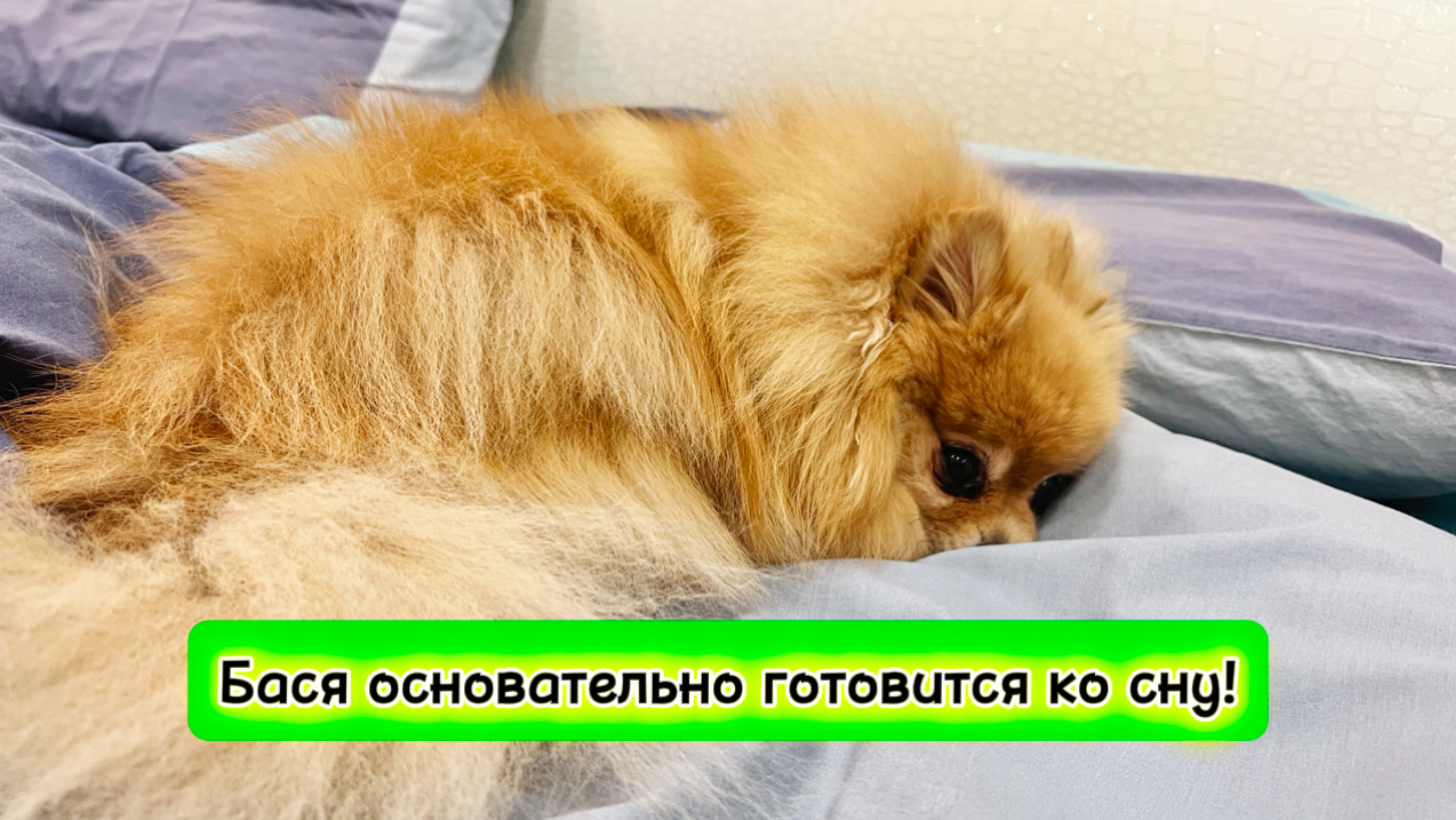 Бася основательно готовится ко сну!