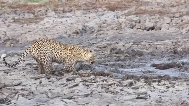 Самая лёгкая и опасная рыбалка
Отблагодарить автора:
4276 3800 4614 2027
СБЕР
#леопард #бегемот