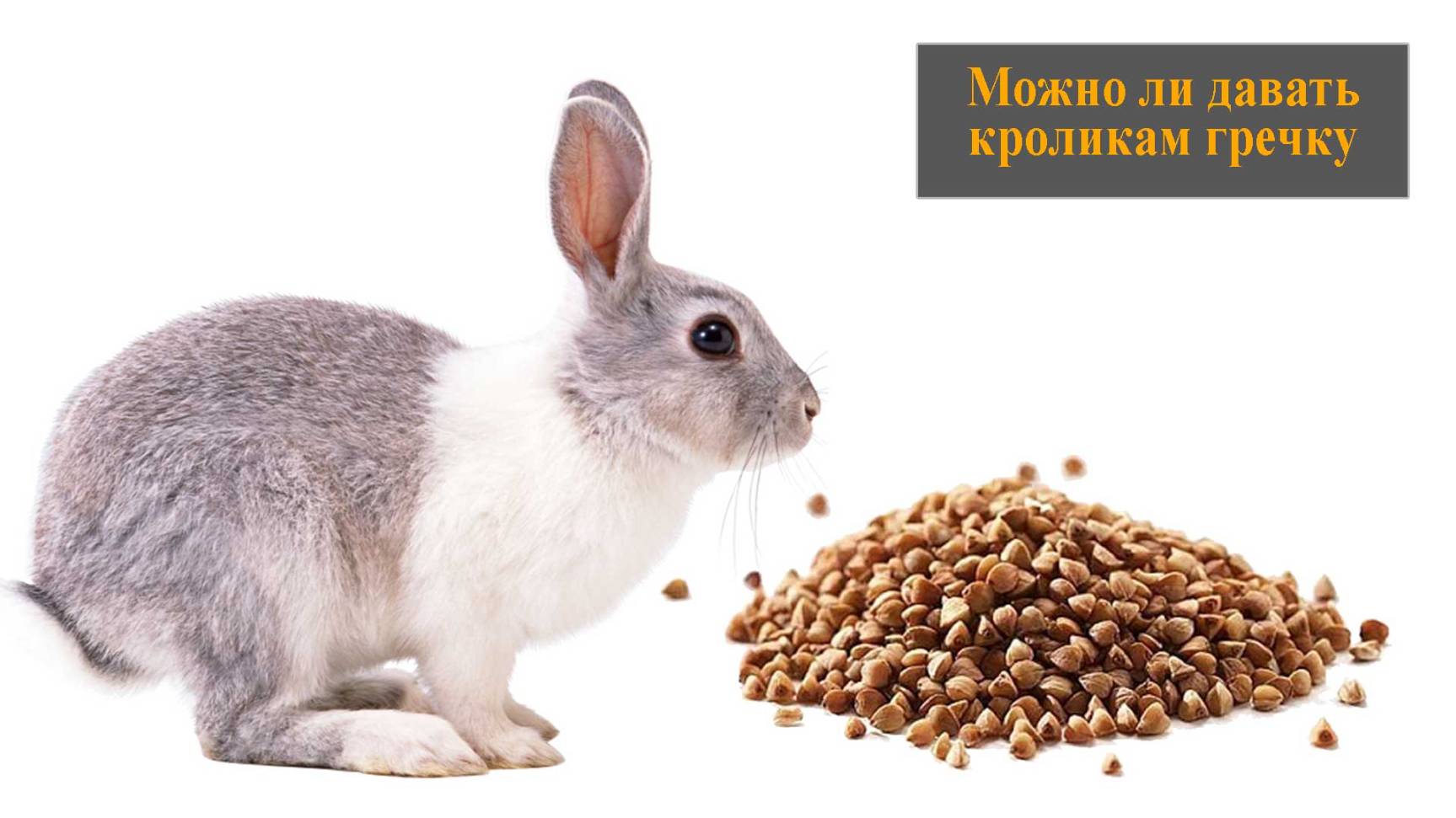 Можно ли кроликам давать гречку