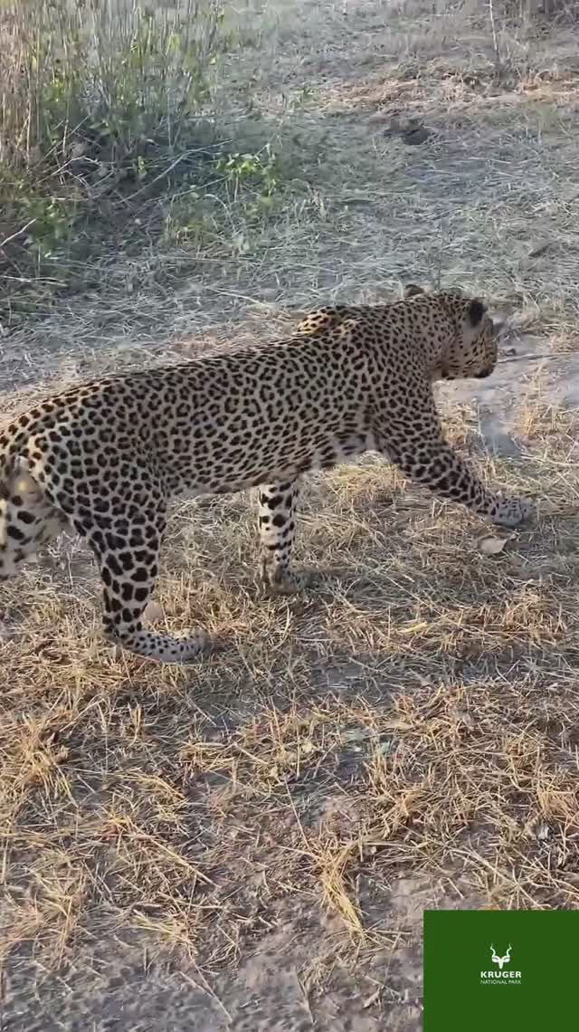 Леопард выкрал львёнка и...
Отблагодарить автора:
4276 3800 4614 2027
СБЕР
#леопард #лев #львенок