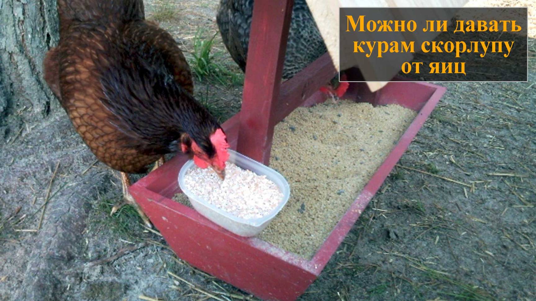 Можно ли давать курам скорлупу от яиц