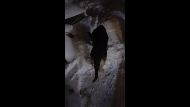 Овчарка. Собака. Вечереет